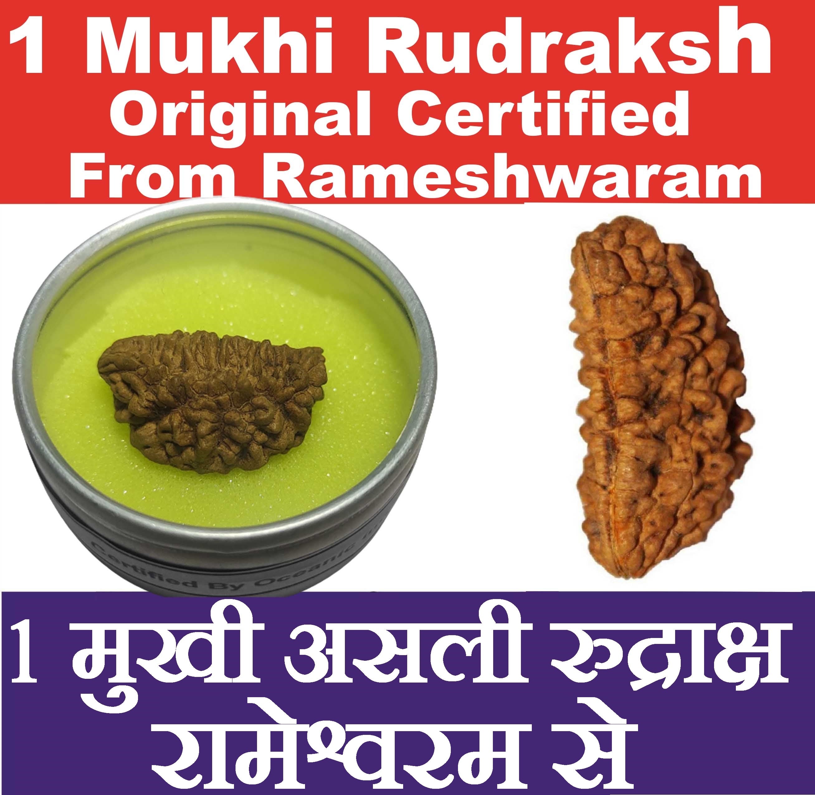 1 Mukhi Rudraksha Original Certified | 1 Face Rudraksh | Ek Mukhi Rudr ...